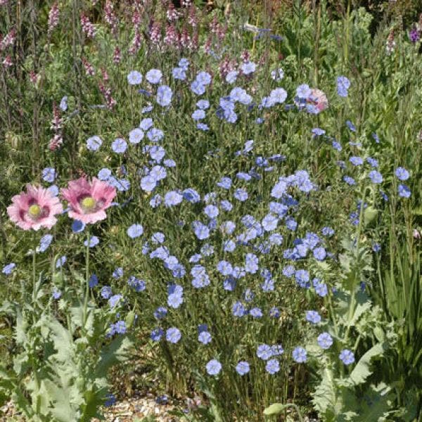 Vlas (Linum perenne 'Saphir') | Directplant