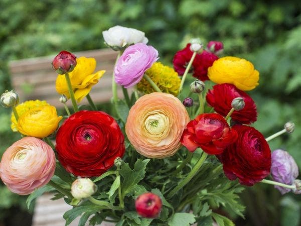 Ranonkel (Ranunculus asiaticus 'Aviv' mix) | Directplant