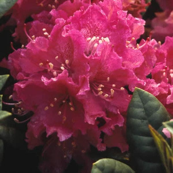 Rhododendron (Rhododendron 'Rocket') | Directplant