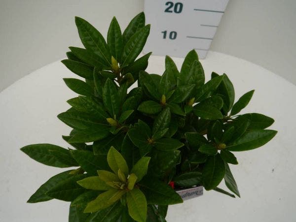 Rhododendron (Rhododendron 'Rocket') | Directplant