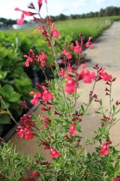 Salie (Salvia greggii 'Lipstick') | Directplant