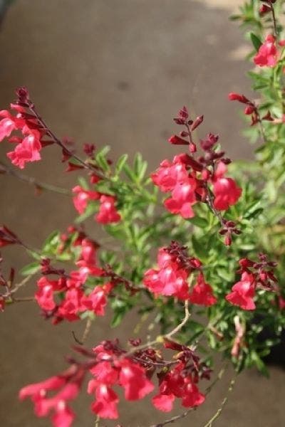 Salie (Salvia greggii 'Lipstick') | Directplant