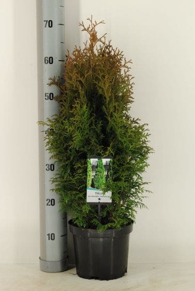 Levensboom Holmstrup (Thuja occidentalis 'Holmstrup') | Directplant
