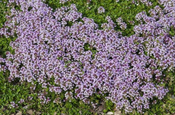 Tijm (Thymus serpyllum) | Directplant