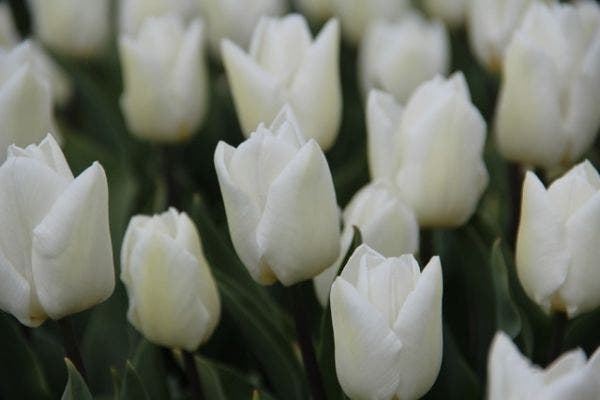 Tulp (Tulp 'White Prince', Enkel vroeg) | Directplant