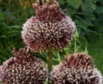 Sierui (Allium aflatunense 'Purple Sensation') | Directplant