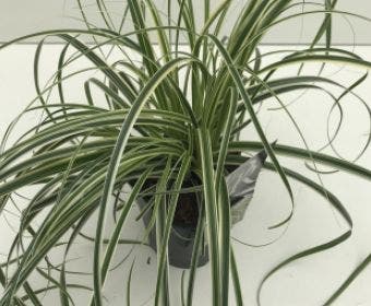 Zegge ('Carex Ribbon Falls') | Directplant