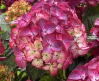 Hortensia (Hydrangea macrophylla 'Red Beauty Violet') | Directplant