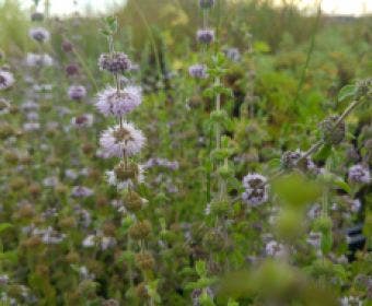 Marokkaanse munt (Mentha spicata 'Maroccan') | Directplant