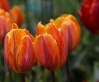 Tulp (Tulp 'Ice Stick') | Directplant