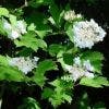 Gelderse roos (Viburnum opulus) | Directplant