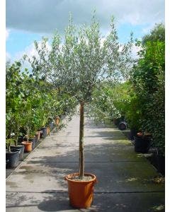 Tuintips - Planten op stam | Directplant