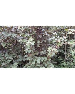 Rode haagbeuk (Fagus sylvatica 'Atropunicea') | Directplant
