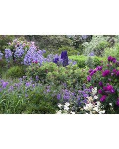 Engelse tuin | Directplant