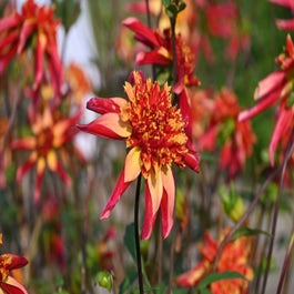 Dahlia (Dahlia 'Octopus Sparkle')