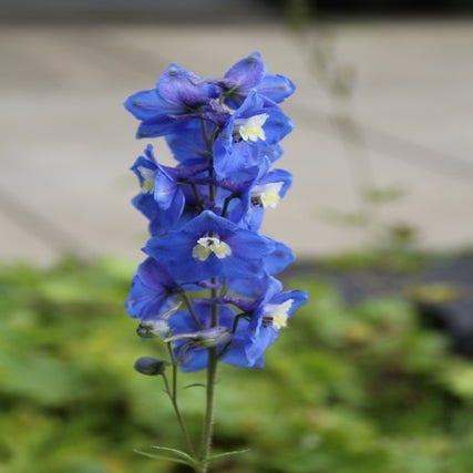 Ridderspoor (Delphinium 'Blue Bird')