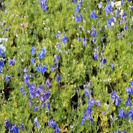 Ridderspoor (Delphinium grandiflorum 'Blauer Zwerg')