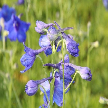 Ridderspoor (Delphinium grandiflorum 'Blauer Zwerg')