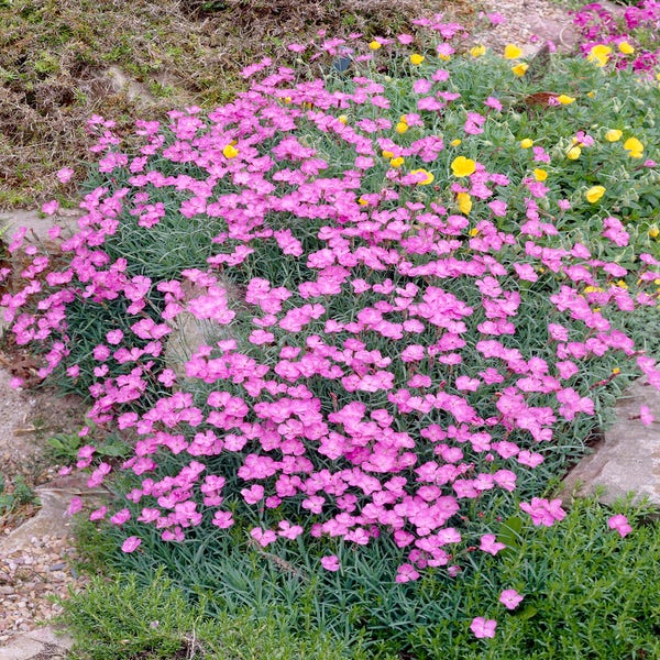 Anjer (Dianthus gratianopolitanus 'Pink Jewel')