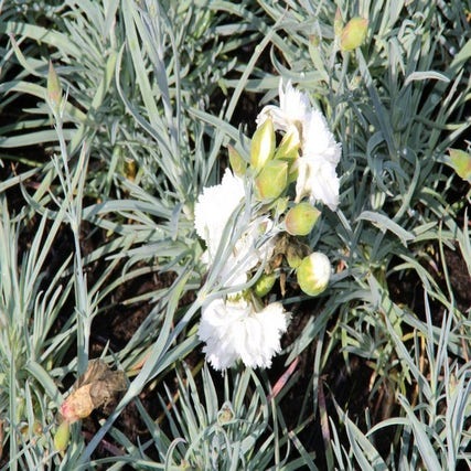 Anjer (Dianthus 'Haytor White')