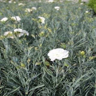 Anjer (Dianthus 'Haytor White')