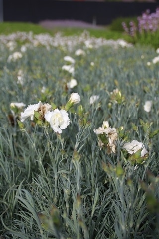 Anjer (Dianthus 'Haytor White') | Directplant