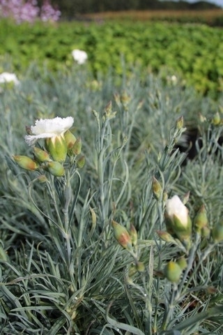 Anjer (Dianthus 'Haytor White') | Directplant