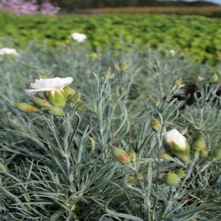 Anjer (Dianthus 'Haytor White')