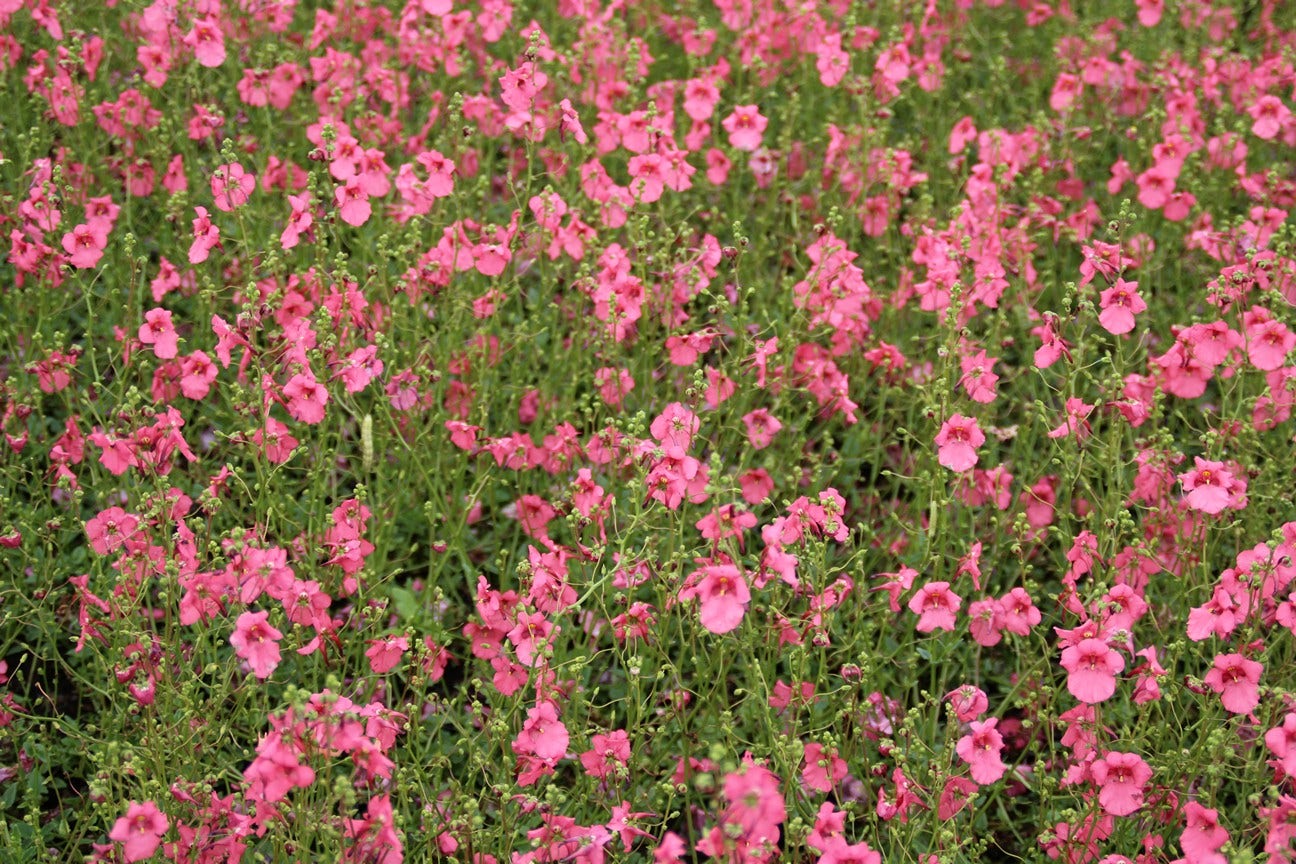 Diascia (Diascia 'Ruby Field') | Directplant