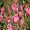 Diascia (Diascia 'Ruby Field') | Directplant