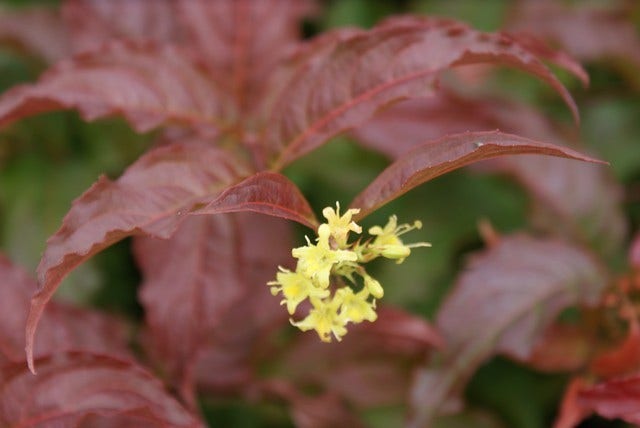 Diervilla (Diervilla splendens) | Directplant