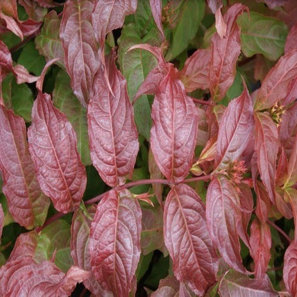 Diervilla (Diervilla splendens)