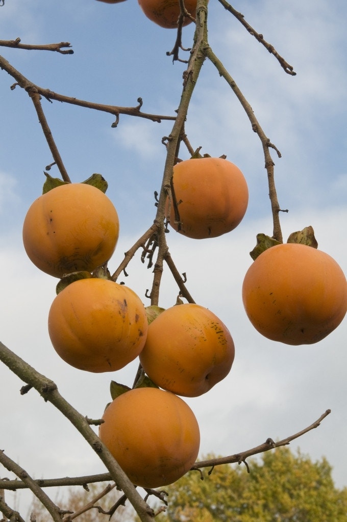 Kaki (Diospyros kaki) | Directplant