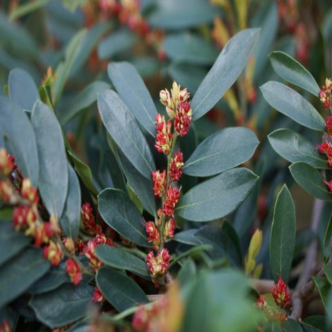 Distylium (Distylium 'Blue Cascade')