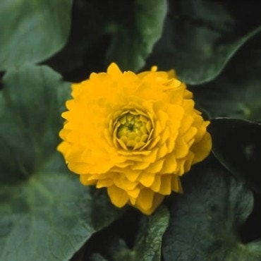 Dubbele Dotterbloem (Caltha palustris 'Plena' )