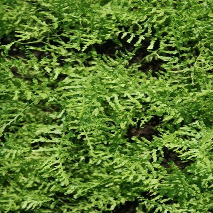 Schildvaren (Dryopteris filix-mas 'Linearis Polydactyla')