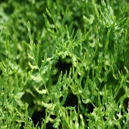 Schildvaren (Dryopteris filix-mas 'Linearis Polydactyla')