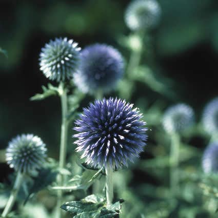 Kogeldistel (Echinops bannaticus 'Taplow Blue')