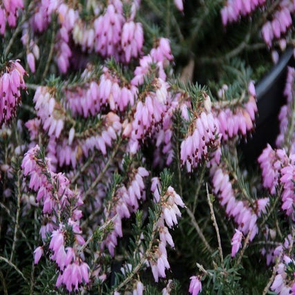 Rode winterheide (Erica carnea 'December Red') | Directplant