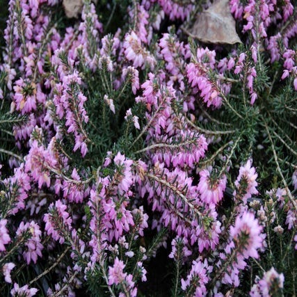 Rode winterheide (Erica carnea 'December Red')