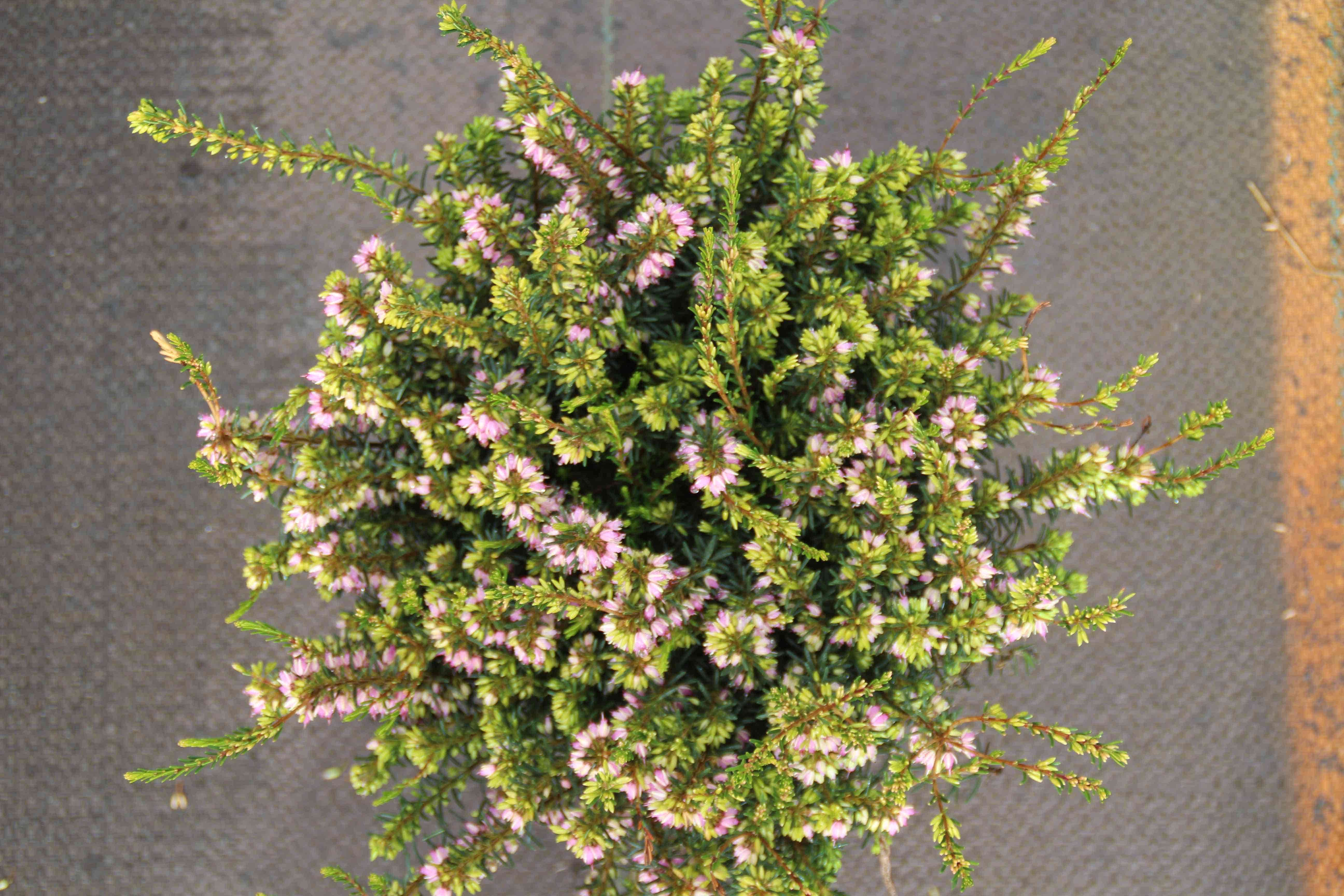 Winterheide lila-roze (Erica darleyensis 'Darley Dale') | Directplant