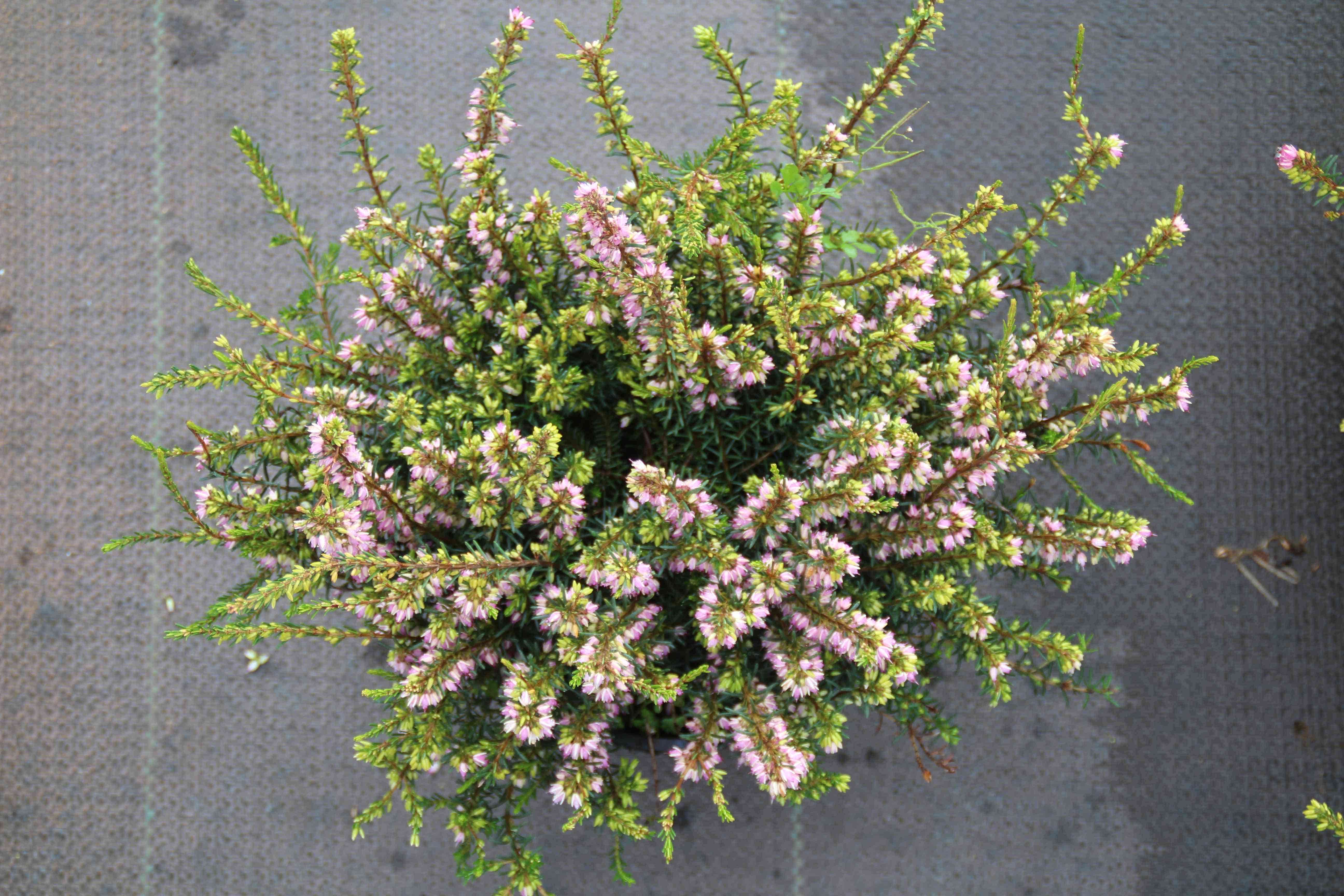 Winterheide lila-roze (Erica darleyensis 'Darley Dale') | Directplant