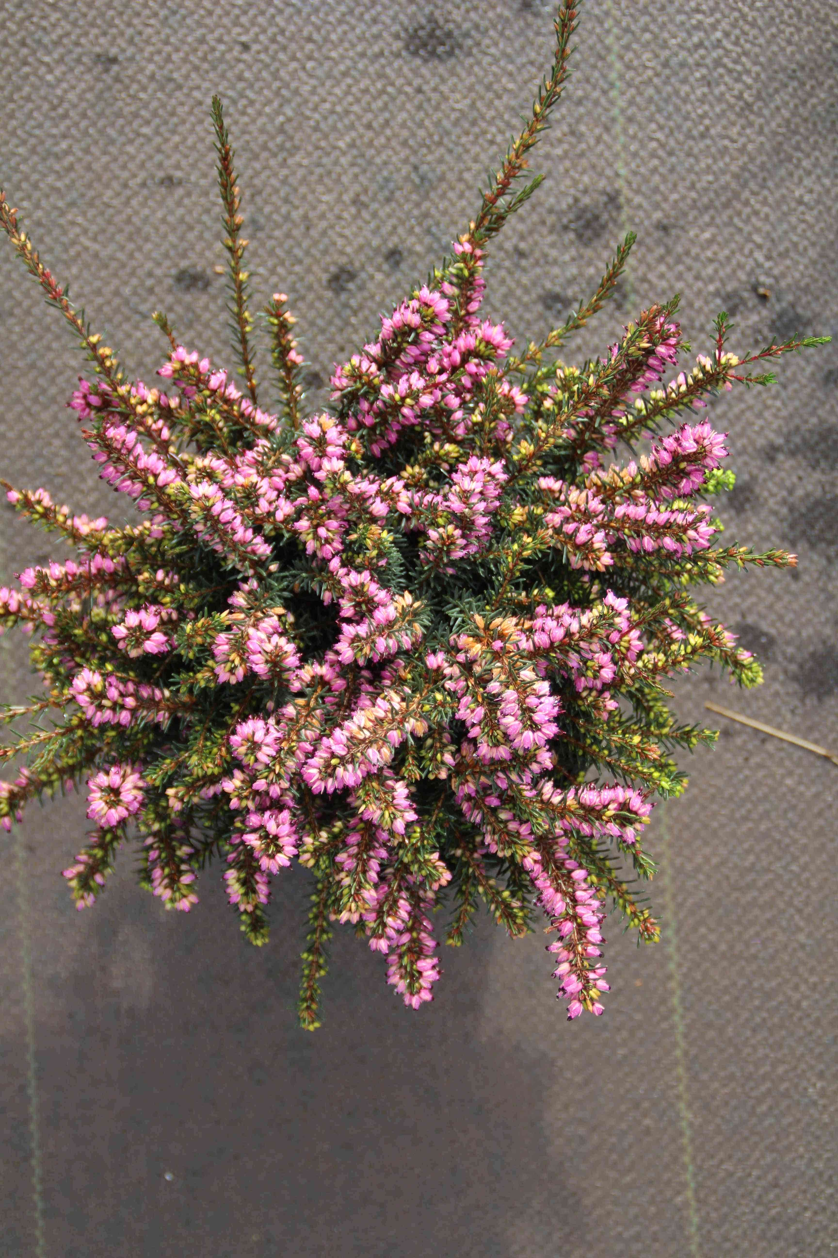 Rode Winterheide (Erica darleyensis 'Kramer's Rote') | Directplant