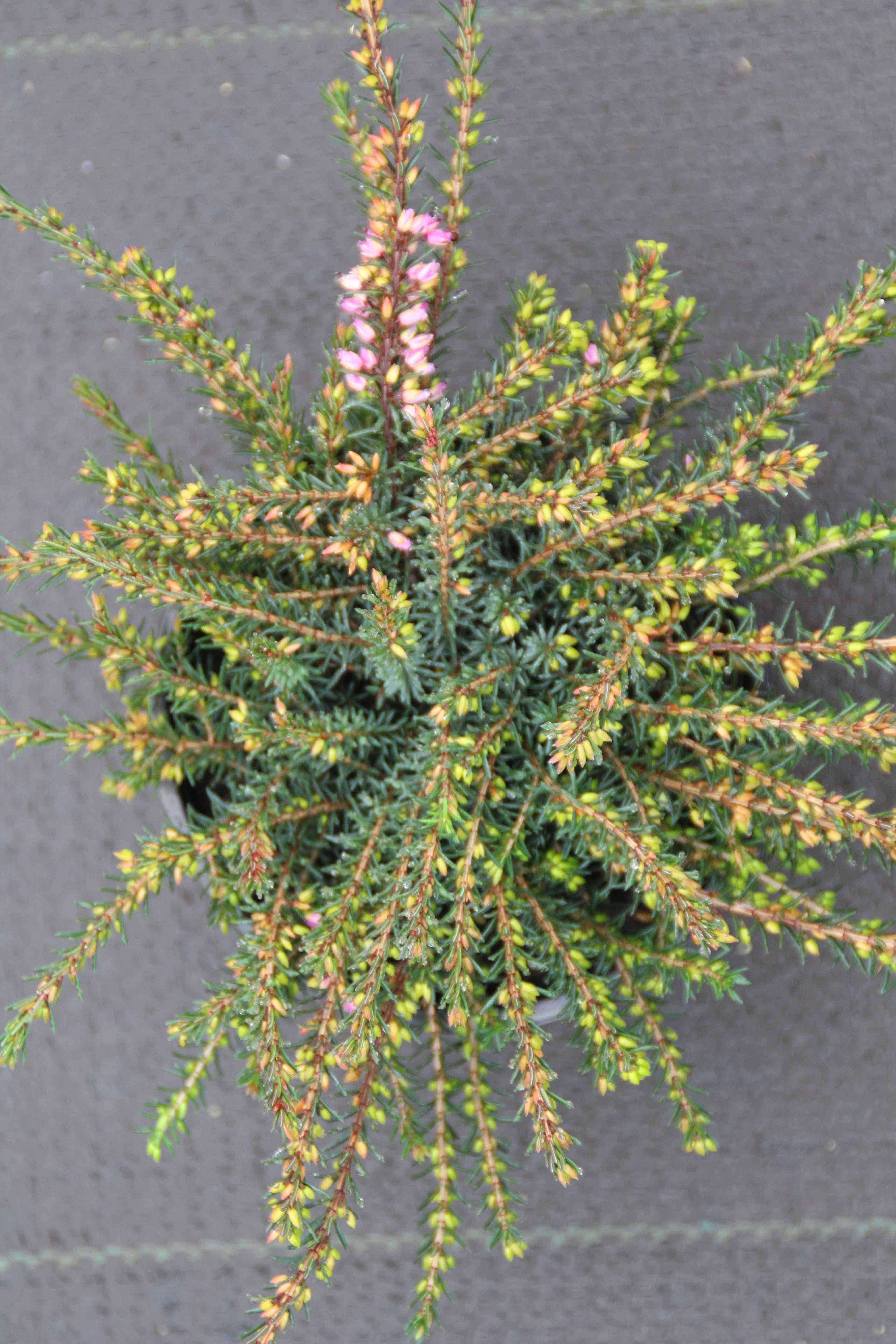 Rode Winterheide (Erica darleyensis 'Kramer's Rote') | Directplant