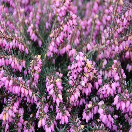 Rode Winterheide (Erica darleyensis 'Kramer's Rote')