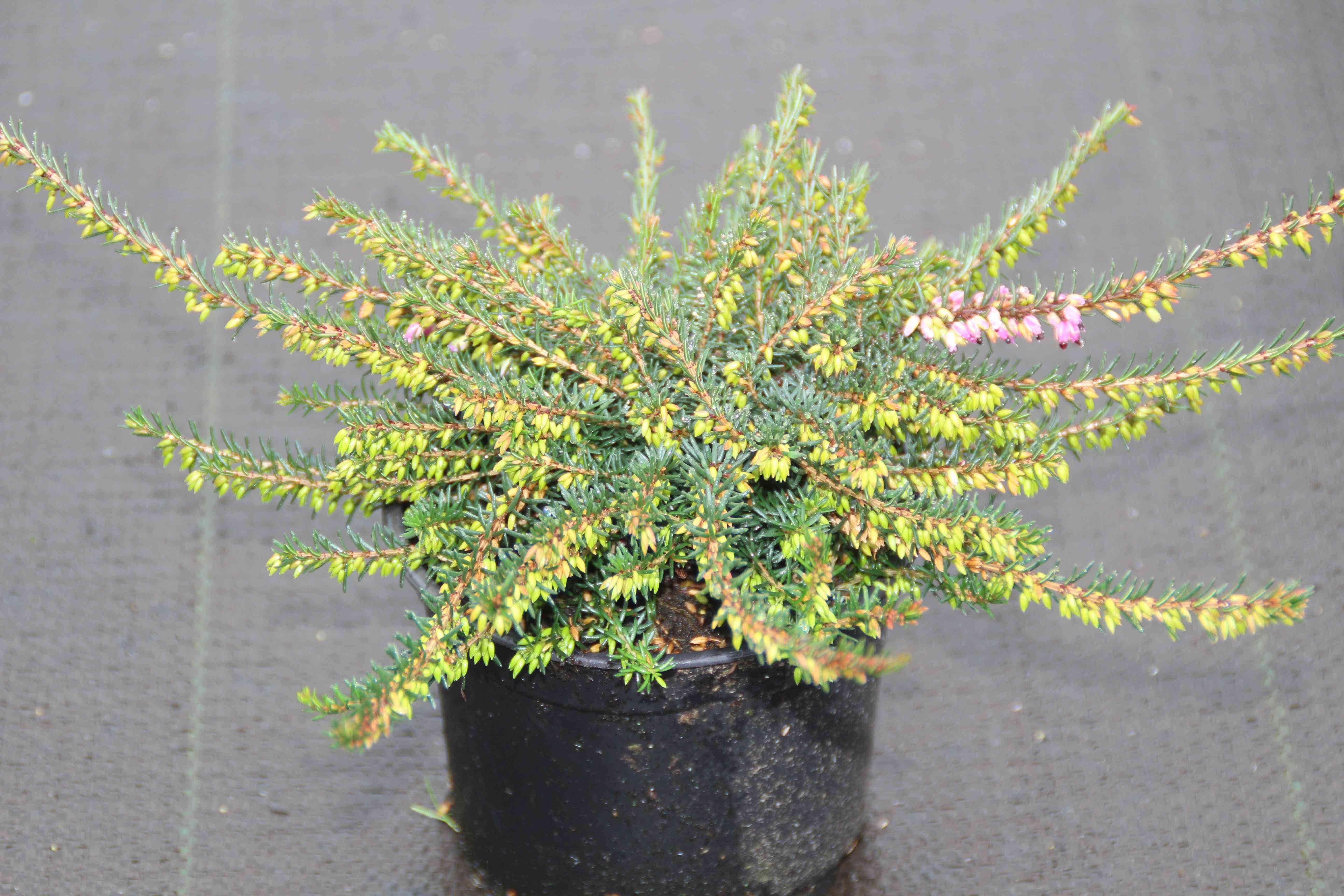 Rode Winterheide (Erica darleyensis 'Kramer's Rote') | Directplant
