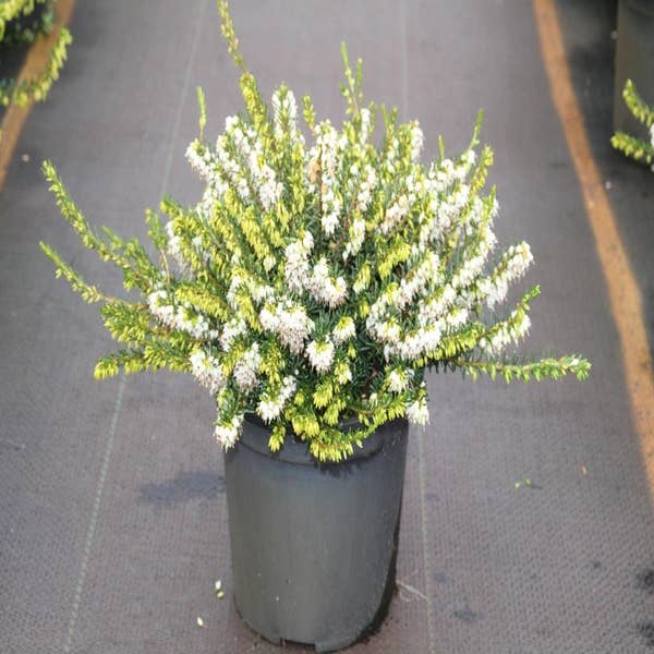 Witte Winterheide (Erica darleyensis 'White Perfection')