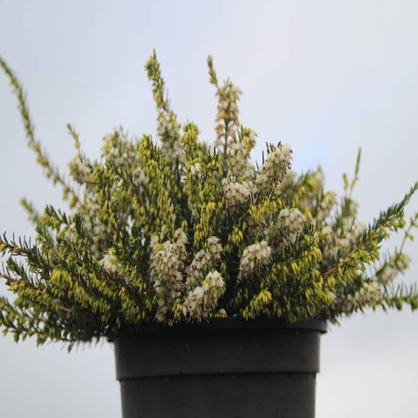 Witte Winterheide (Erica darleyensis 'White Perfection')