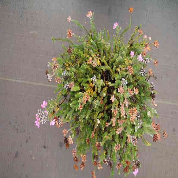 Gewone Dopheide (Erica tetralix)