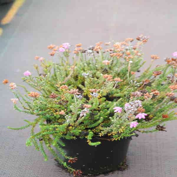 Gewone Dopheide (Erica tetralix)